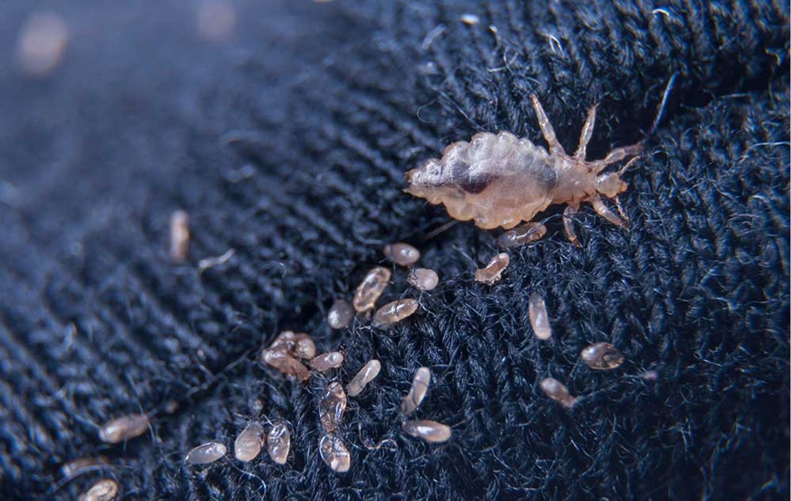 FAQ | mosquito-laeuse