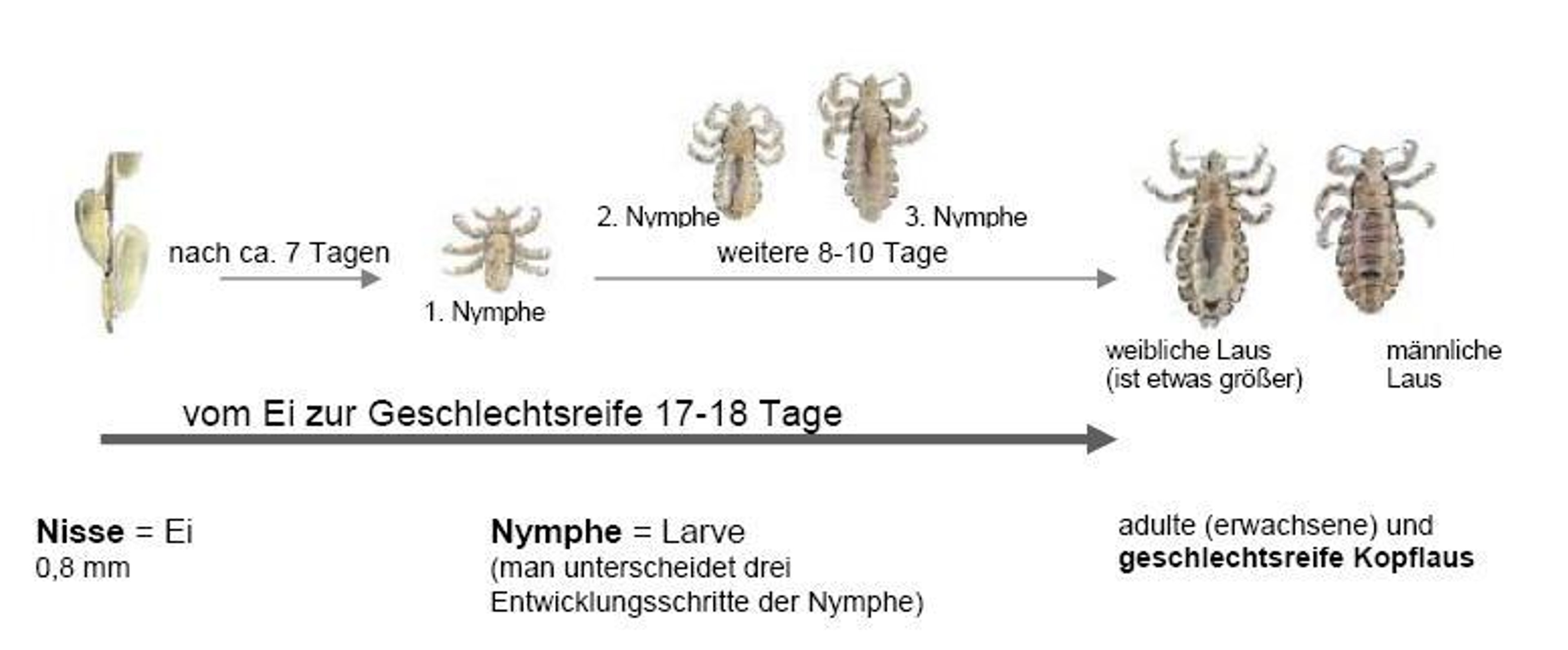Die Laus | mosquito-laeuse