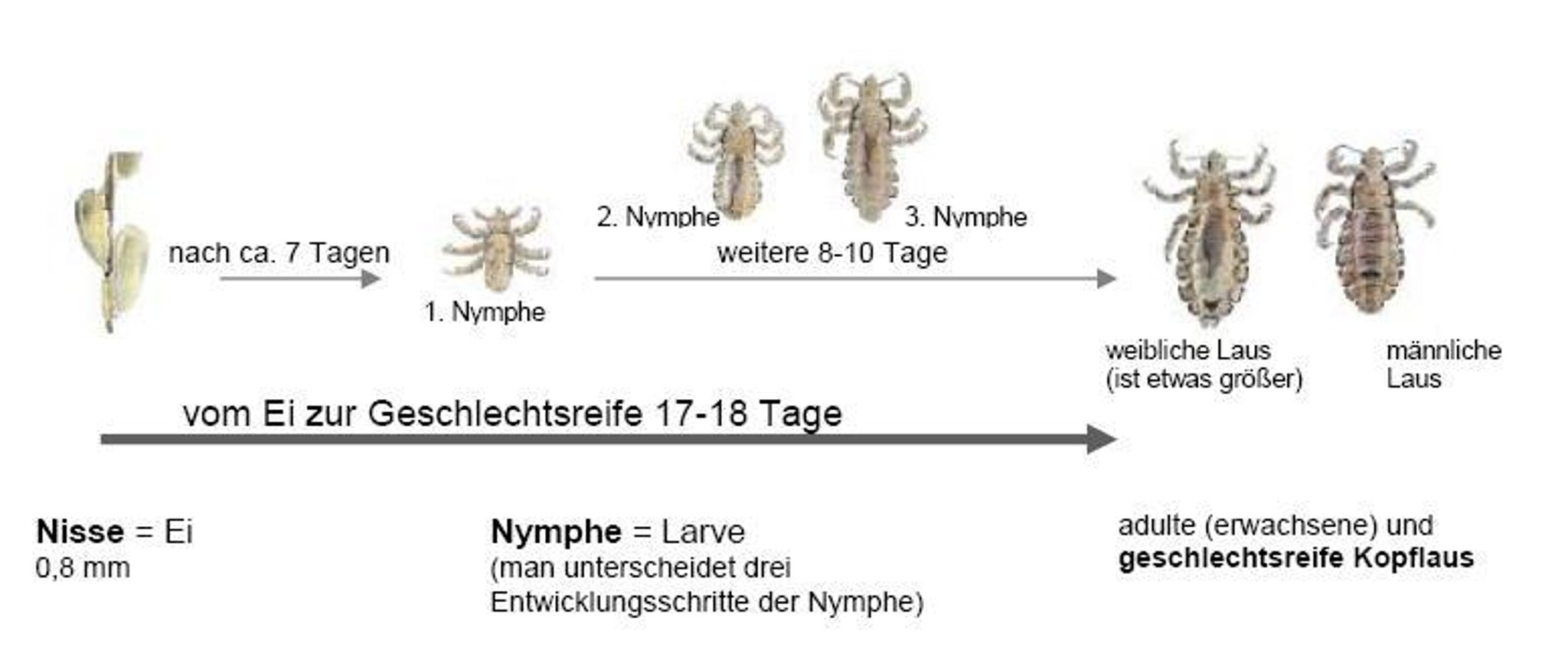 Die Laus | mosquito-laeuse
